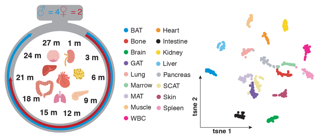 Bulk Dataset - Tabula Muris Senis